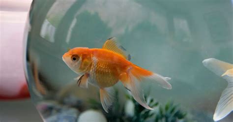 Sex Offenders In Prison Get Fish Tanks To Help Keep Them Calm Behind