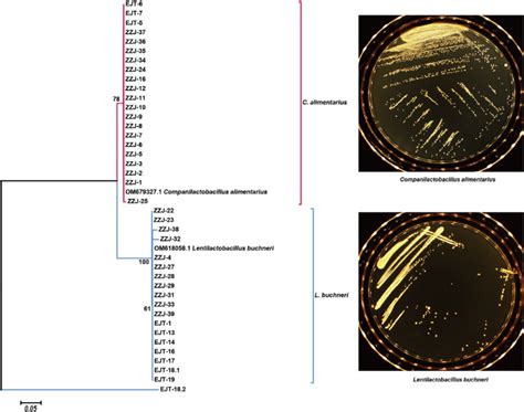 16s Phylogenetic Tree Of Bacterial Isolates Download Scientific Diagram