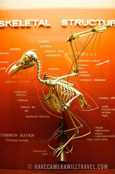 Uncinate Process Birds