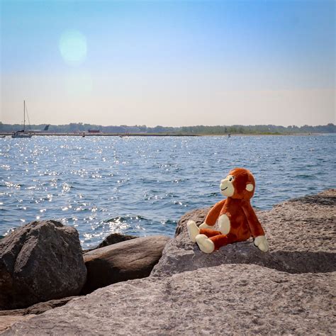 Yonkey Monkey Yonkey Monkey Yarn Shop