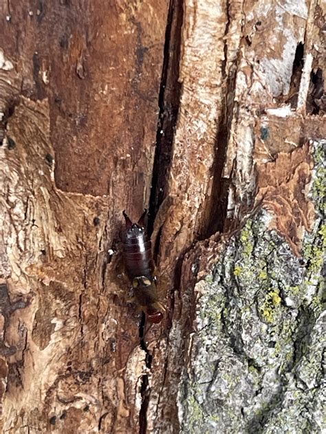 This Bug Seems To Have Infested A Tree On My Property What Is It R