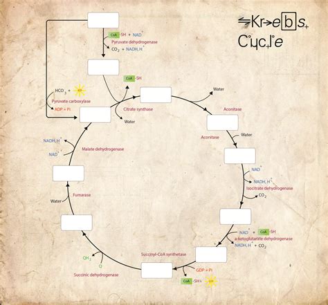 Glycolysis Krebs Cycle And Electron Transport Chain Worksheet Worksheets Library Worksheets