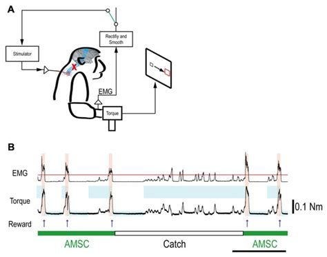 Muscle Controlled Spinal Cord Stimulation A Schematic Shows Emg Download Scientific Diagram
