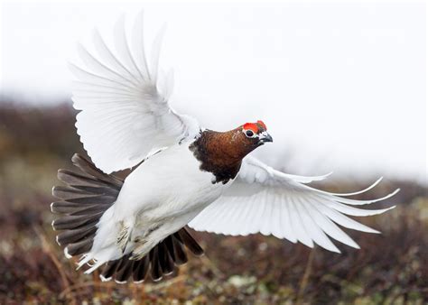 Lirype I Flukt Veggbilderno Fotokunst