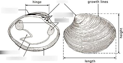 Bivalve Diagram Quizlet