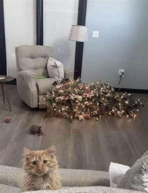 This Is What Innocence Looks Like Rcatsareassholes