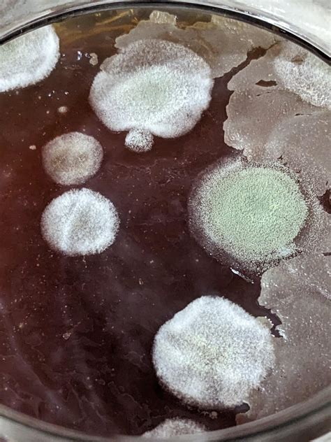 1st Scoby Attempt Fail R Kombucha