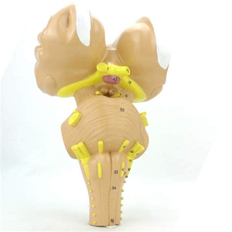 Brain Stem Enlargement Model Anatomical Human Brain Model Medical Human Desertcart India
