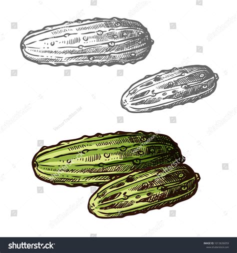Ampalaya Drawing