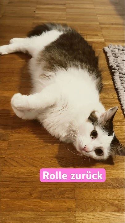 Rolling Kitty Oder „parkettbodenpflege 😹lustige Katzenvideos 😻 Shorts