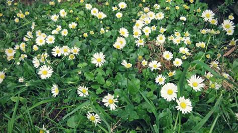 20 Most Common Garden Weeds You Need To Know September 2025 Just