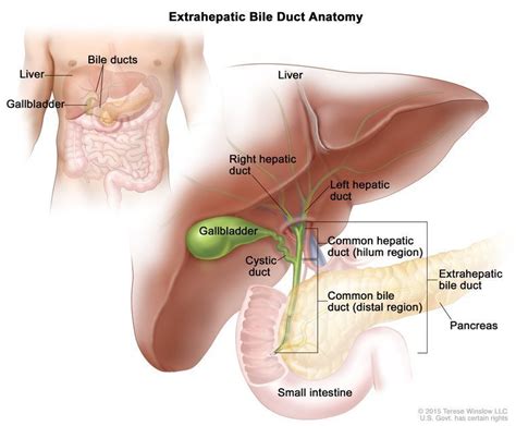 Bile Fluid