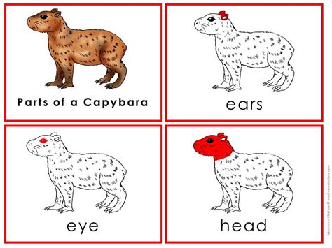 Parts Of A Capybara Life Cycle Activities Montessori Nature