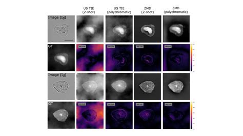 Ai와 현미경이 만나면 단 한 번의 촬영으로 세포 내부까지 보는 Ai 기술 공개 Ai매터스