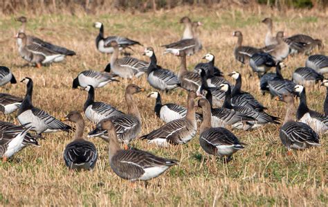 Barnacle Goose Migration