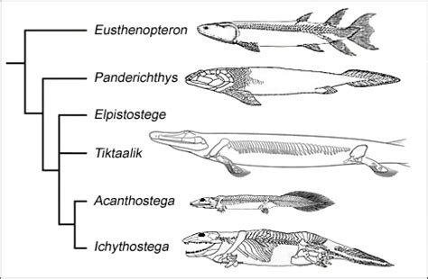 Acanthostega Junglekeyfr Image