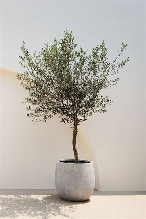 Olive Tree Artofit