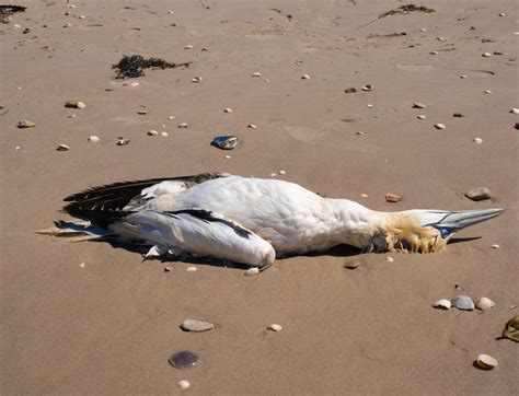 Australia Remains On High Alert For Killer Bird Flu Despite Enduring
