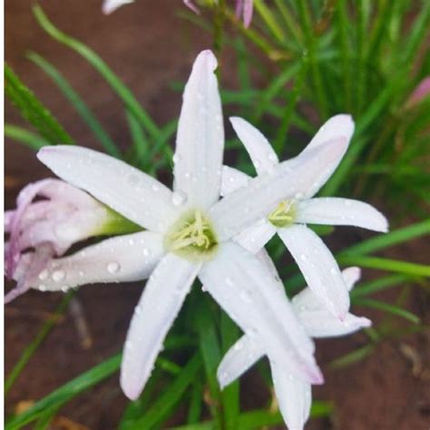 Jual 1 Umbi Bunga Bunga Lili Hujan Rain Lilly First Love Shopee Indonesia
