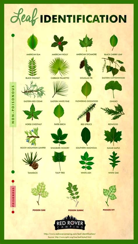 Tree Leaf Identification Charts Templa Premium Template