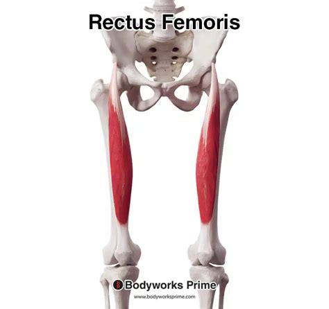 Rectus Femoris Muscle Origin Rectus Femoris Muscle Illustration Stock