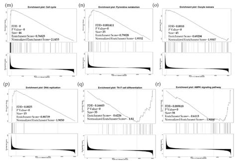 Birc5 Pathway Enrichment Target Gene Expression And Target Gene