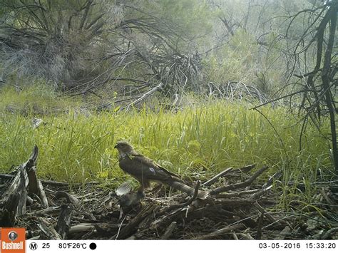 Wildlife Object Detection Dataset By National Park Service