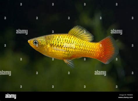 Variegated Platy Variatus Swordtail Variable Platyfish Xiphophorus