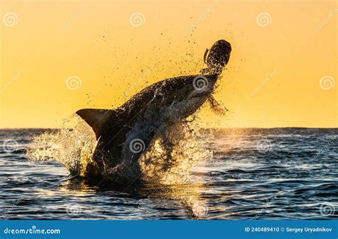 Silhouette Of Jumping Great White Shark Red Sky Of Sunrise Great