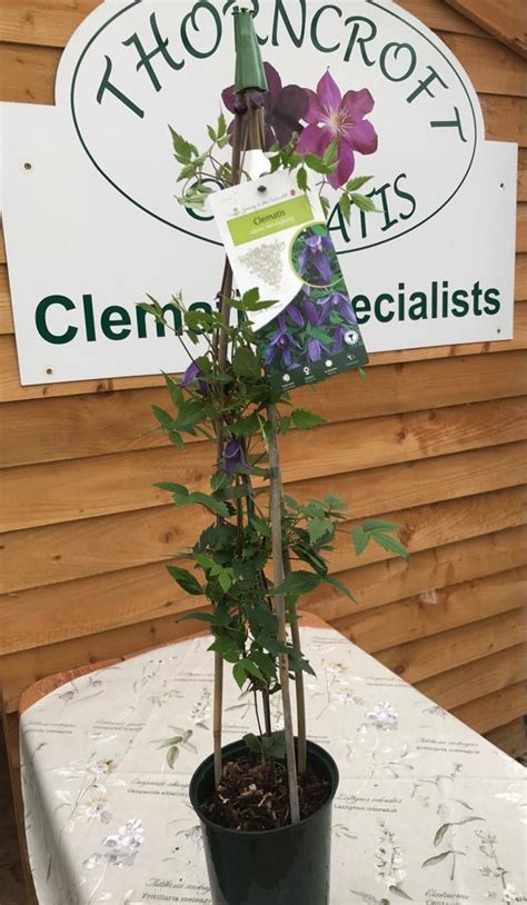 Clematis Helsingborg Superior Quality Climbers Uk