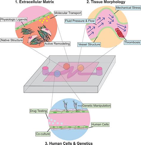 Microfluidic And Organ On A Chip Approaches To Investigate Cellular And Microenvironmental
