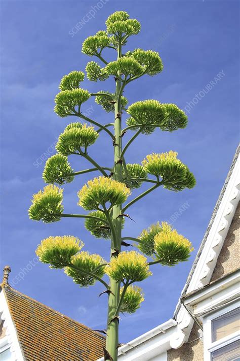 Century Plant Agave Americana Stock Image C0207084 Science