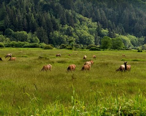 The 15 Best Oregon Nature And Wildlife Areas 2026 Tripadvisor