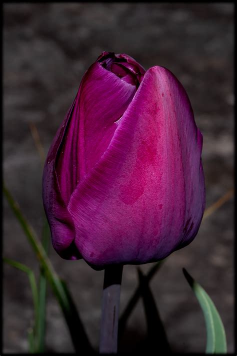 Assorted Tulips On Behance