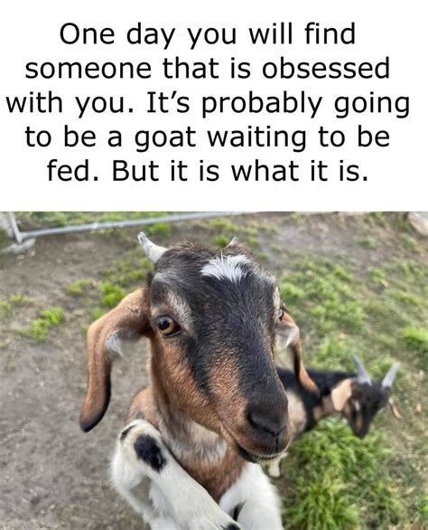 Funny Goat Meme One Day You Will Find Someone That Is Obsessed With You