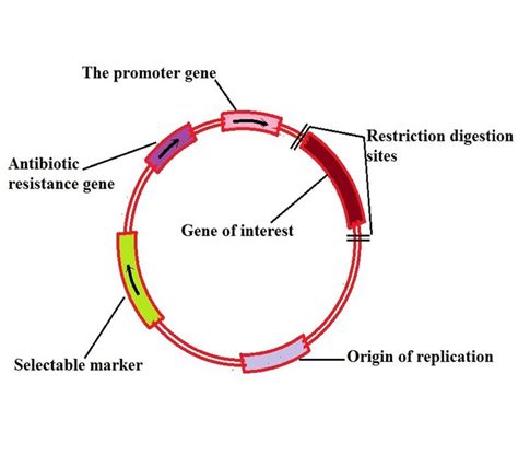 Diagrammatic Representation Of A Plasmid In Recombinant Dna Technology