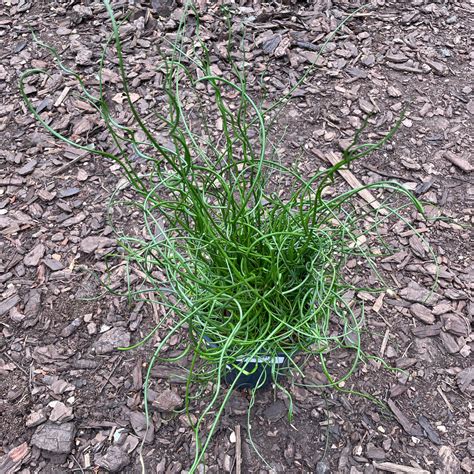 Juncus Effusus Spiralis Corkscrew Rush 9cm Bunkers Hill Plant Nursery