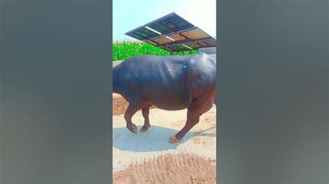 سرائیکی منڈا Youtube