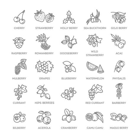 16400 Mixed Berries Stock Illustrations Royalty Free Vector Graphics