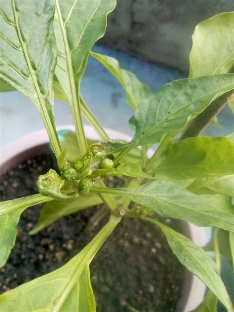 Jom Tanam Sayur Jts Semut Afid Dan Lalat Putih Pada Pokok
