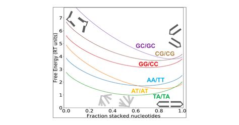 Base Pairing And Base Stacking Contributions To Double Stranded Dna