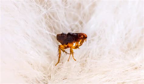 Flea Pest Control Melbourne Effective Flea Treatment Melbourne