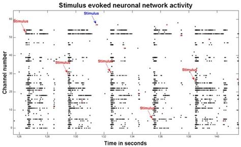 Here Is A Raster Plot Of 16 Seconds Of Stimulus Evoked Activity Red