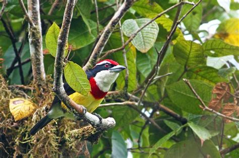2 Scarlet Banded Barbet Capito Wallacei Discovered In 1996 And