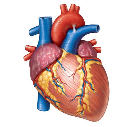 Heart Outside Diagram Quizlet