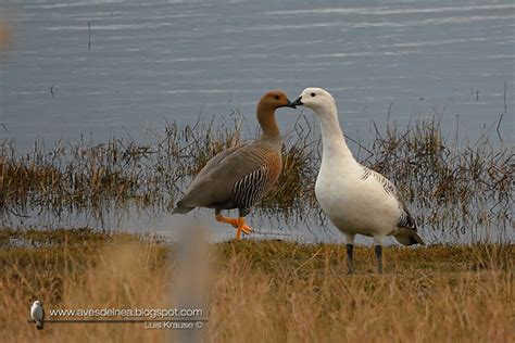 Cauquén Común Upland Goose Chloephaga Picta Focusing On Wildlife