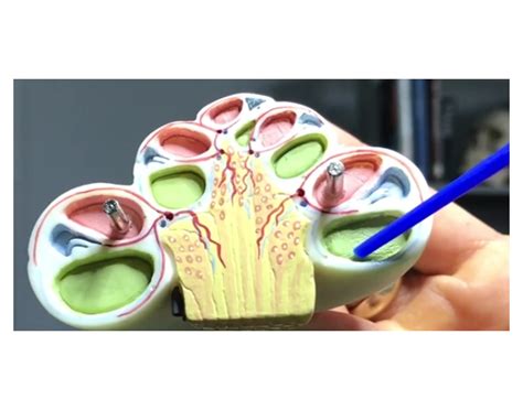 Inner View Of Cochlea Quiz