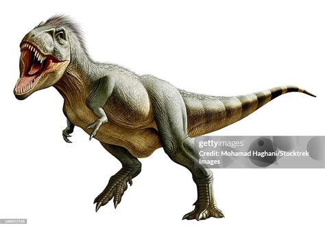 Tyrannosaurus Rex A Genus Of Coelurosaurian Theropod Dinosaur Of The