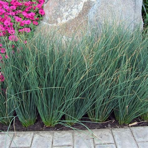 Ornamental Grass Juncus At Paul Brower Blog