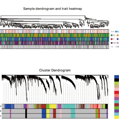 Sample Dendrogram And Clustering Dendrogram Of Wgcna A Sample